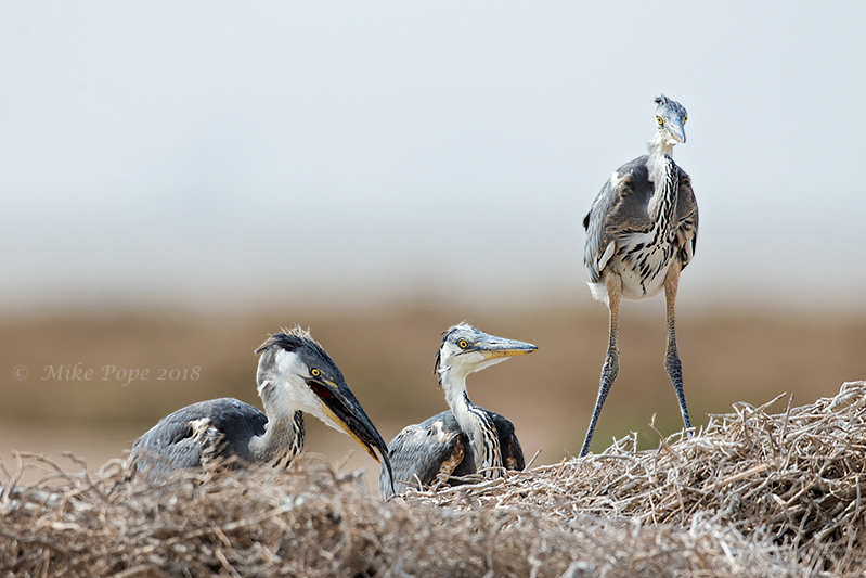 Kuwait Birding: Boubyan and Warba Island