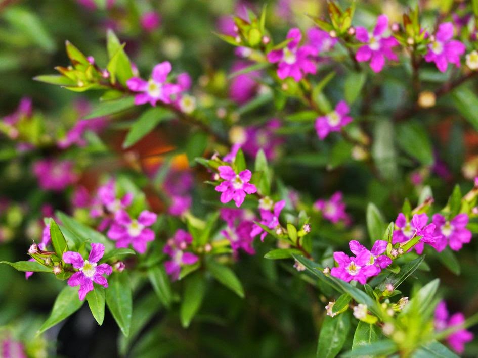 Aneka Tanaman Hias Berbunga Indah | Cara Budidaya