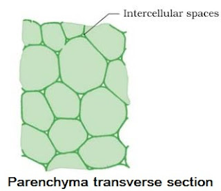 Notes of Ch 6 Plant Tissues| Class 9th Science