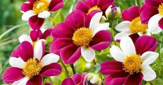 Populer 30+ Kumpulan Bunga