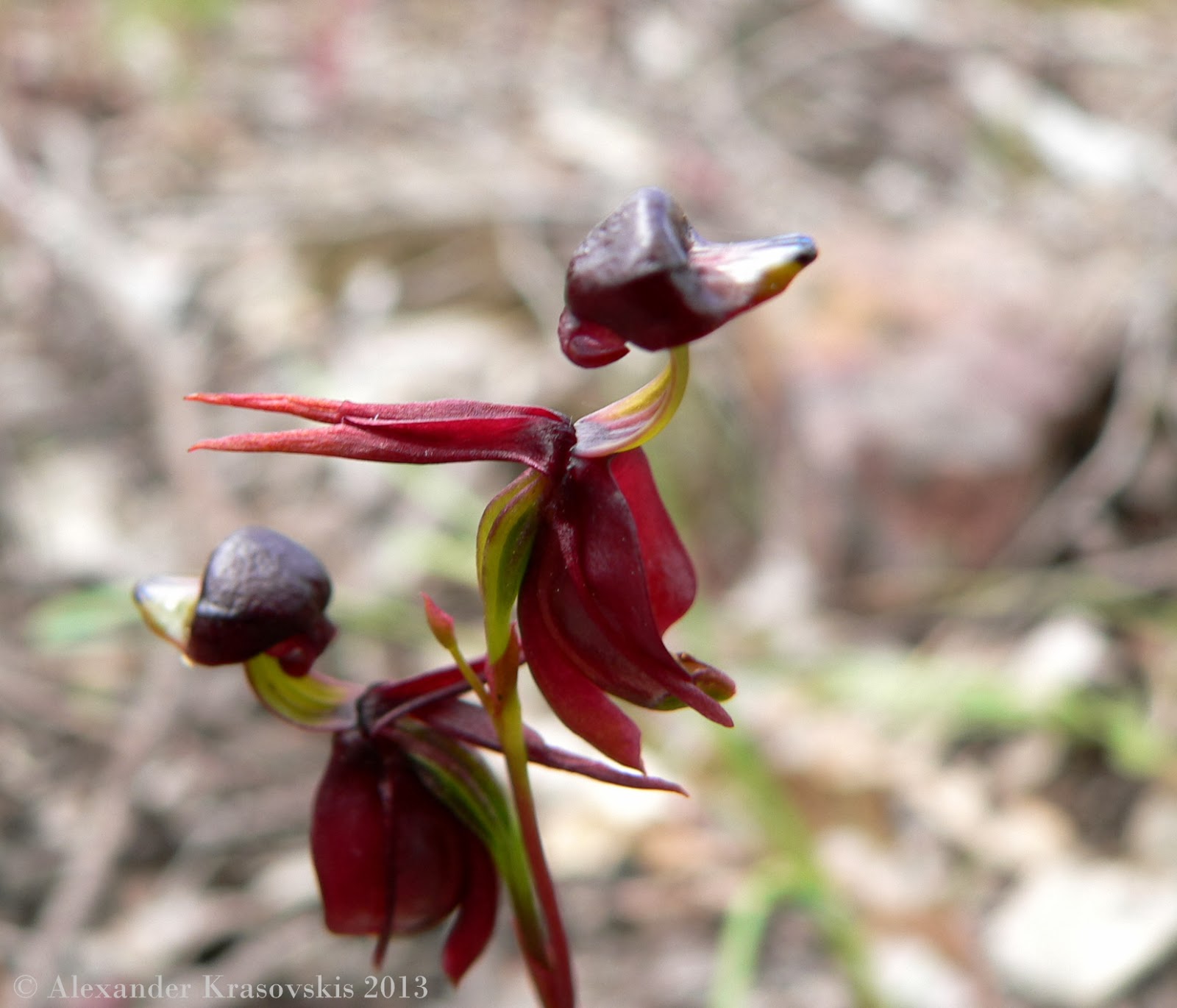 Aggregata Plants & Gardens: The hunt for Caleana major aka the Flying ...