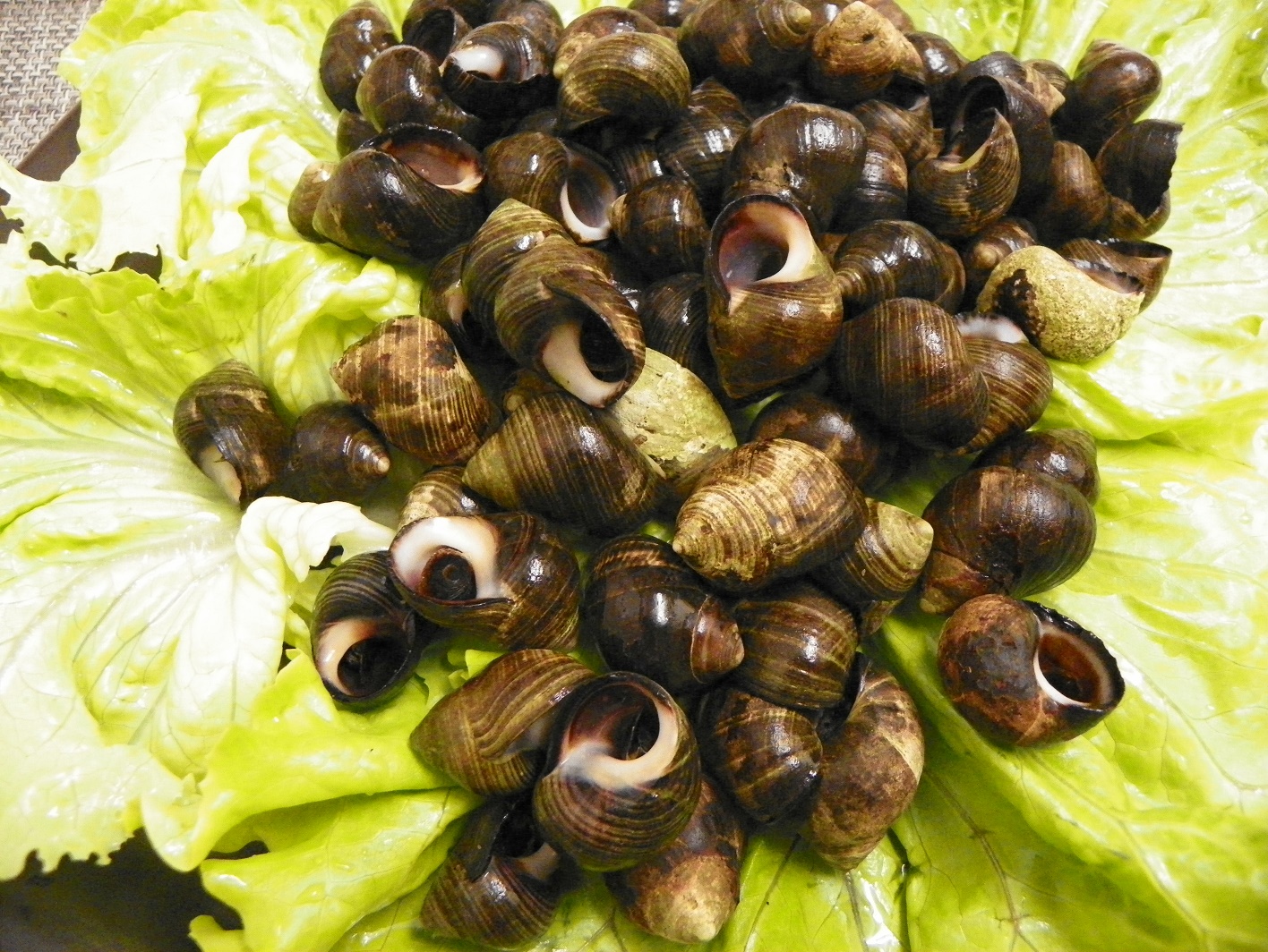 Sin estrella y con michelin: CARACOLILLOS COCIDOS DE MAR