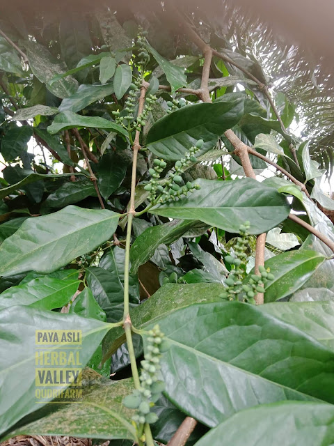 Puteh Dandelion: POKOK BELINJAU @ MELINJAU - GNETUM GNEMON