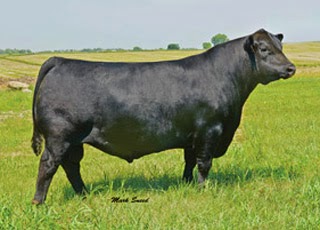 The GENEX Blog: Angus EPD Highlights