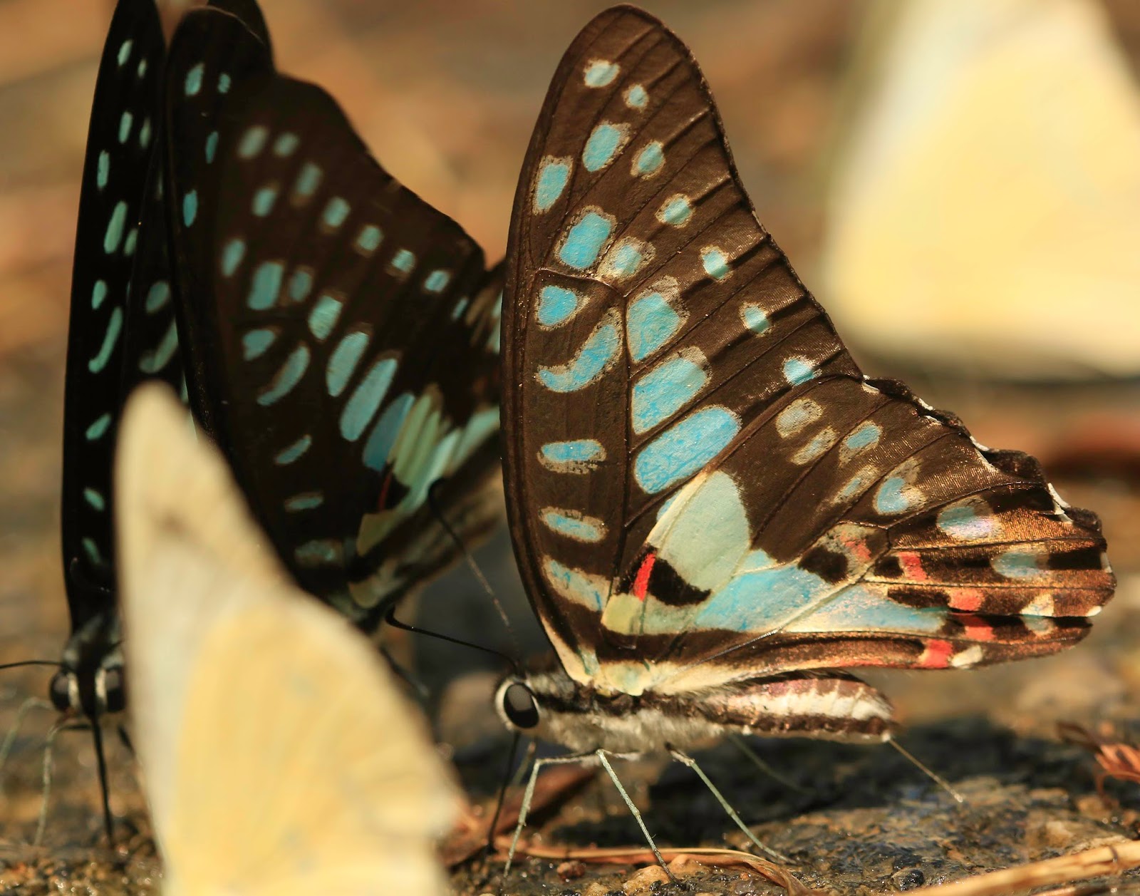 Butterflies of Vietnam: 77. Graphium doson axion (The Common Jay)