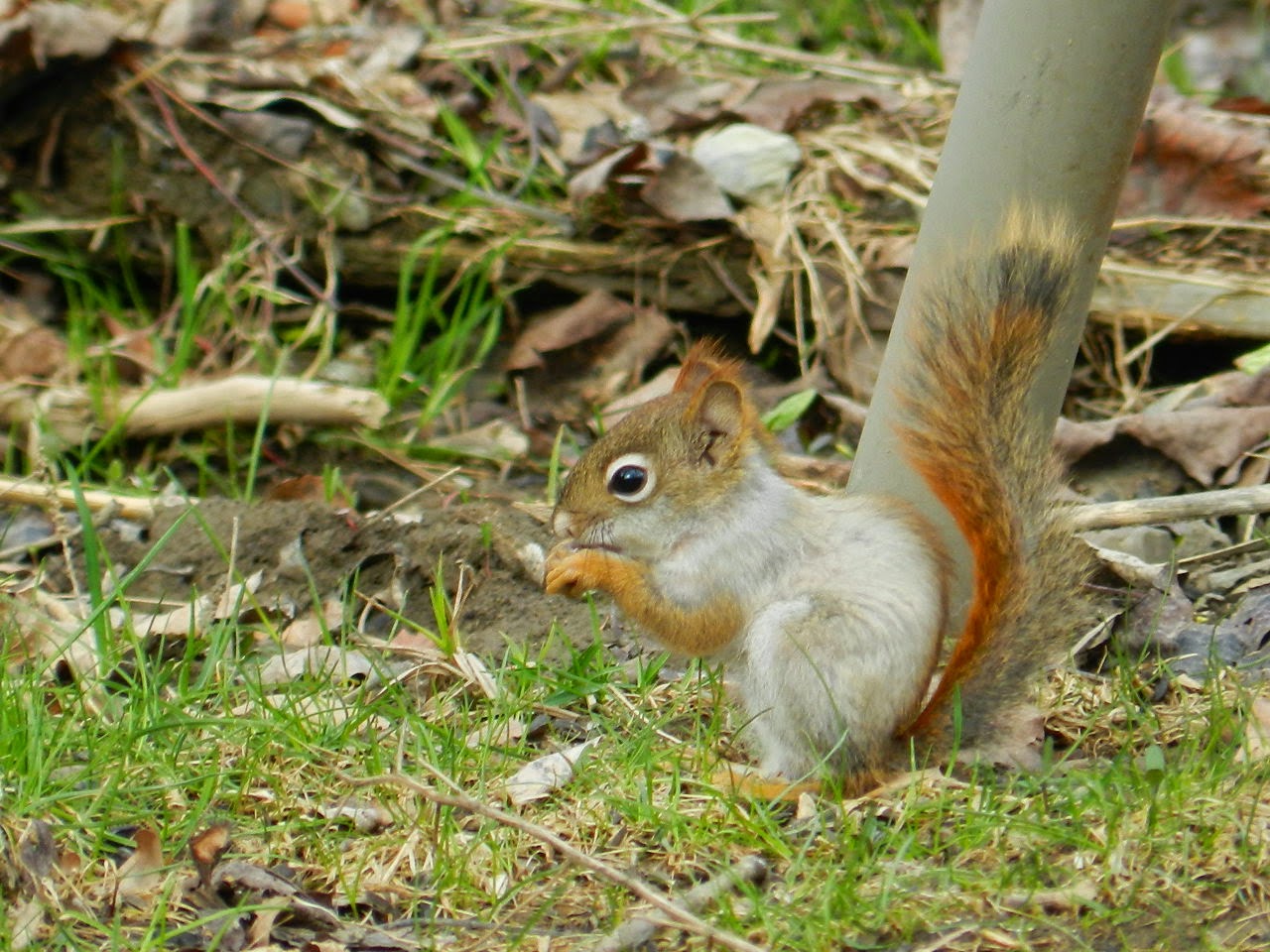 Nature in a Nutshell: The continued "tail" of the squirrel...