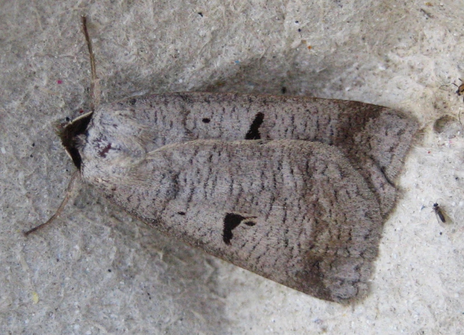 Martin's Moths: WHAT MOTH IS THAT? My records