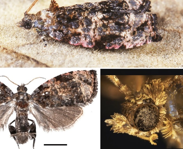 Species New to Science: [Entomology • 2020] Ukamenia thailandica ...