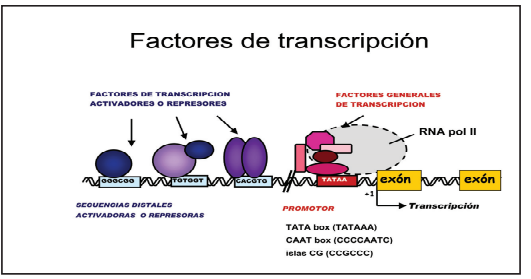 Factores de transcripción - BIOQUIMICA - REFERENCIAS BIBLIOGRÁFICAS