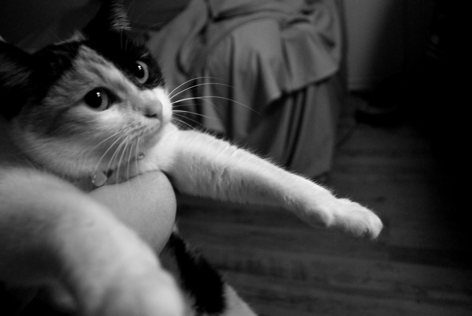 Luna Miguel: La soledad de los gatos-fantasma.