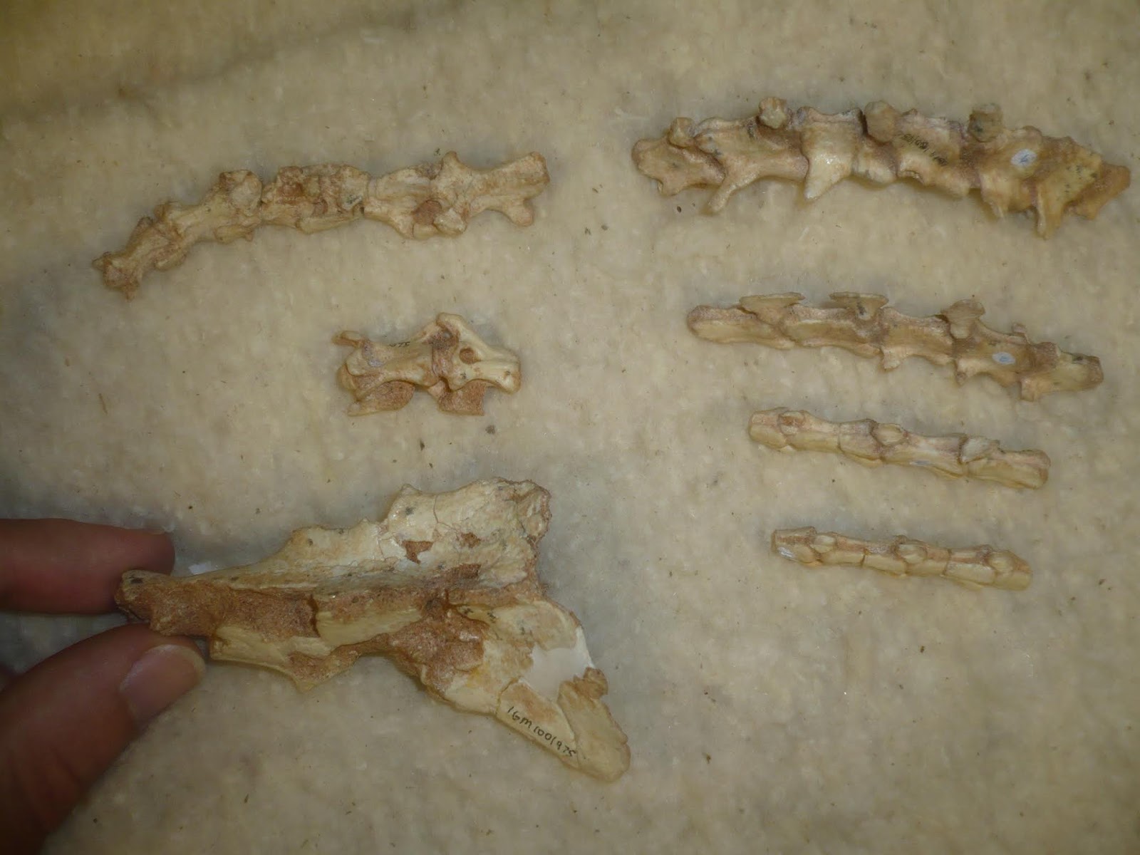 The Theropod Database Blog: Alvarezsaurs in the Lori matrix