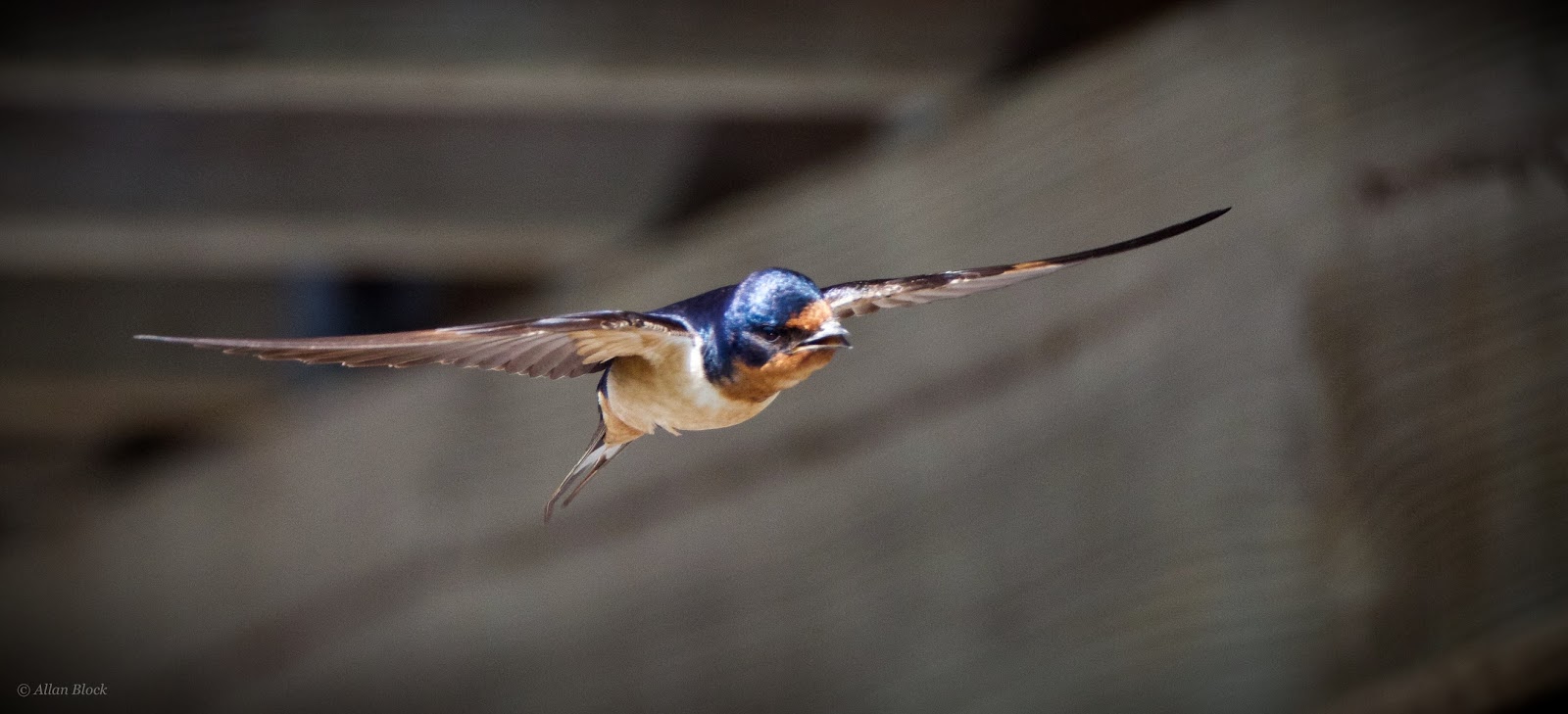 Feather Tailed Stories: Barn Swallow