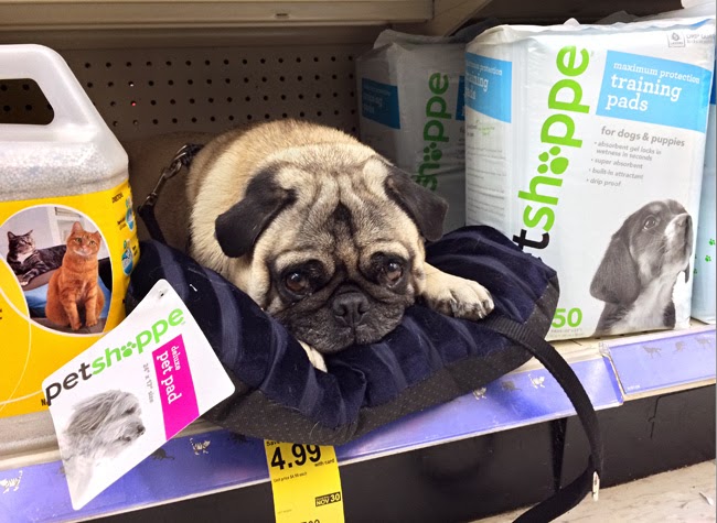 The Daily Puglet: SO EXCITING