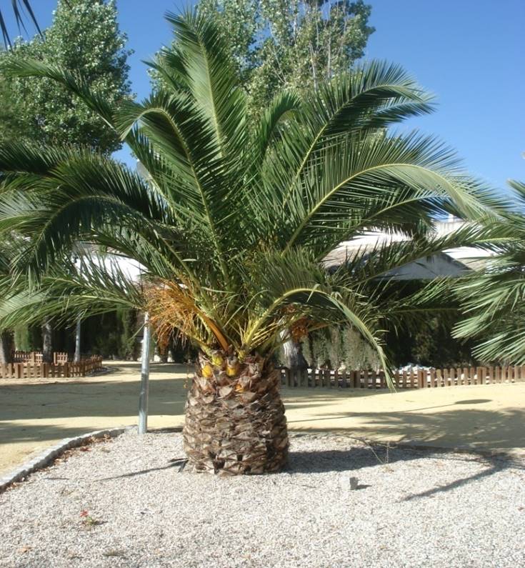Phoenix canariensis