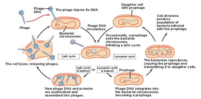 Bacterias Actuaciencia: Fagos generan genotipos mutantes ganadores en ...