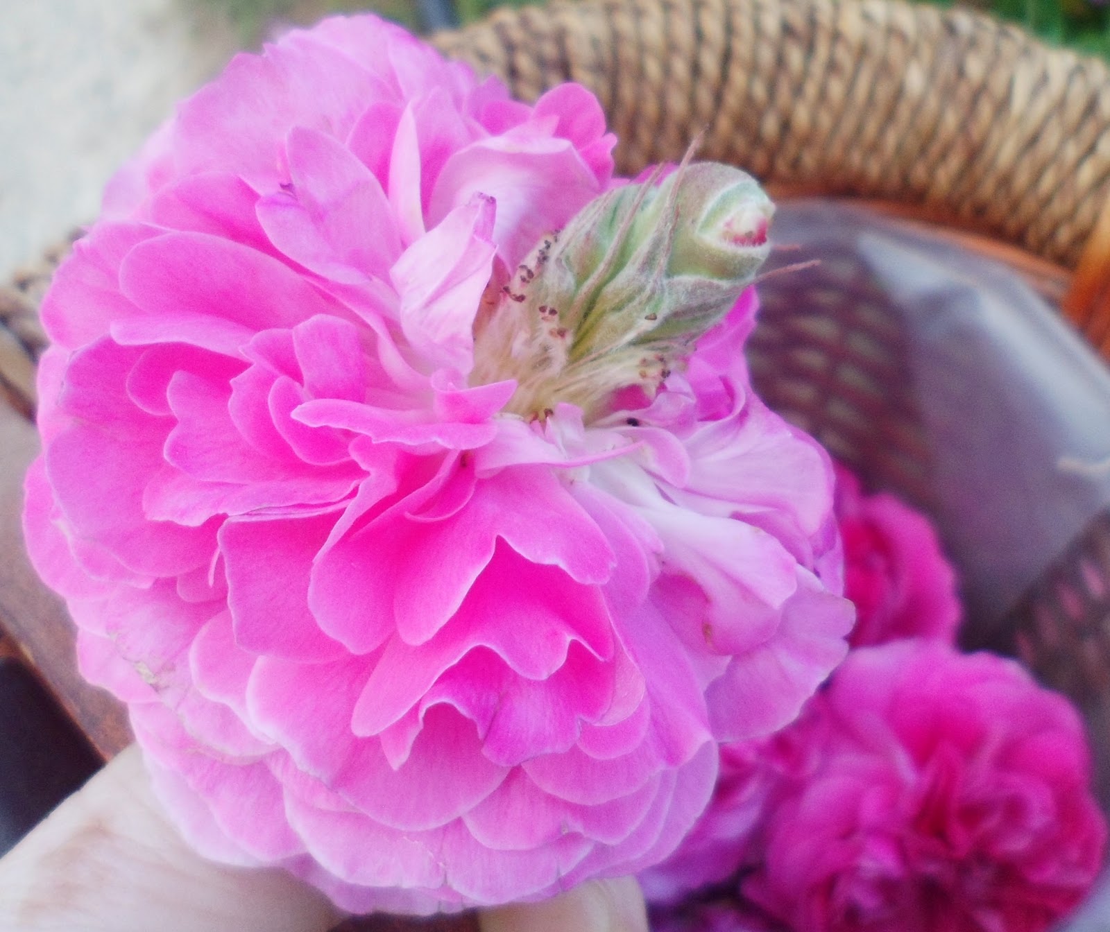 GLI ULTIMI SEGRETI : LA ROSA DAMASCENA Regina delle Rose