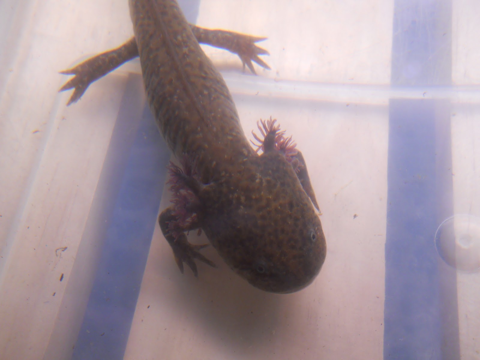 All About Axolotls: Axolotl Colours