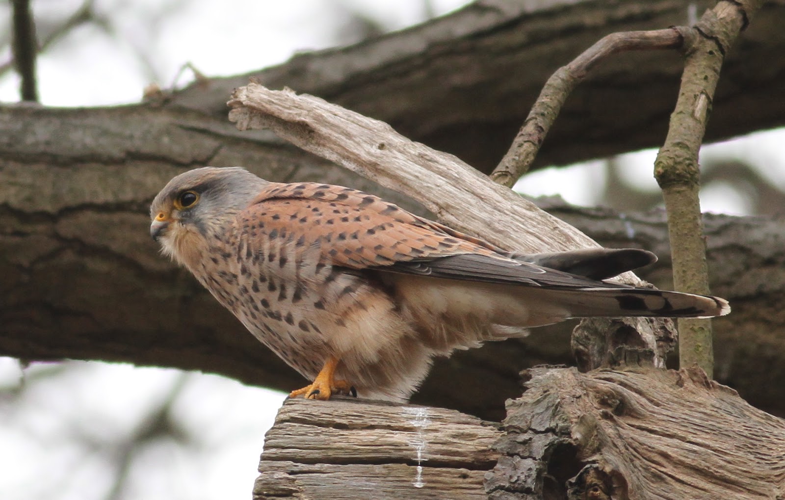 BIRD CRUSHER: Crushing 101, An Introduction