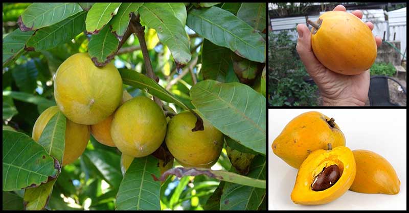 Your Body Will Love Lucuma For These Reasons | Dr Farrah MD