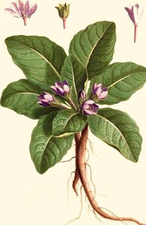 DATINI: Din tainele mătrăgunei