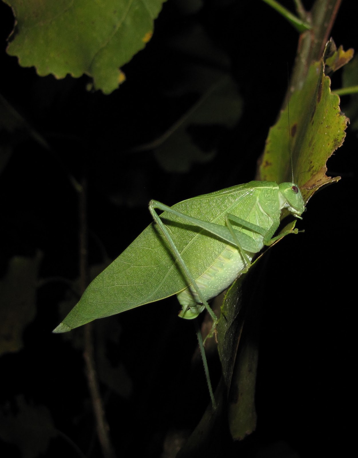 Bug Eric: OrThoptera Thursday: Greater Angle-wing Katydid