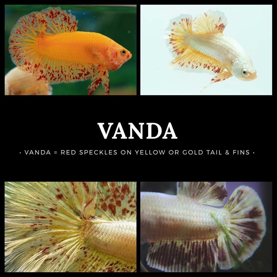 30 Spesies Ikan Laga (Betta Fish) Dengan Pelbagai Corak Yang Mempesona