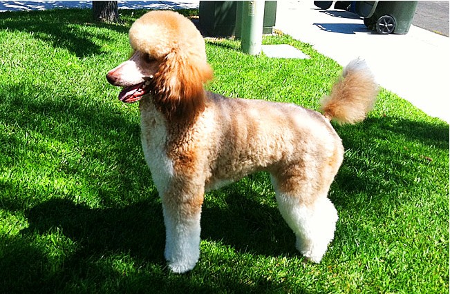 Huxtable The Poodle | Toy Poodle Blog | Parti Poodle: Red and White ...