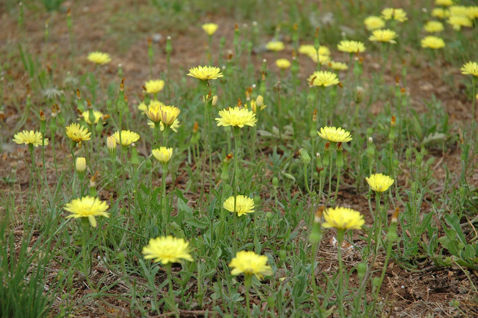Window on a Texas Wildscape: The Texas dandelion
