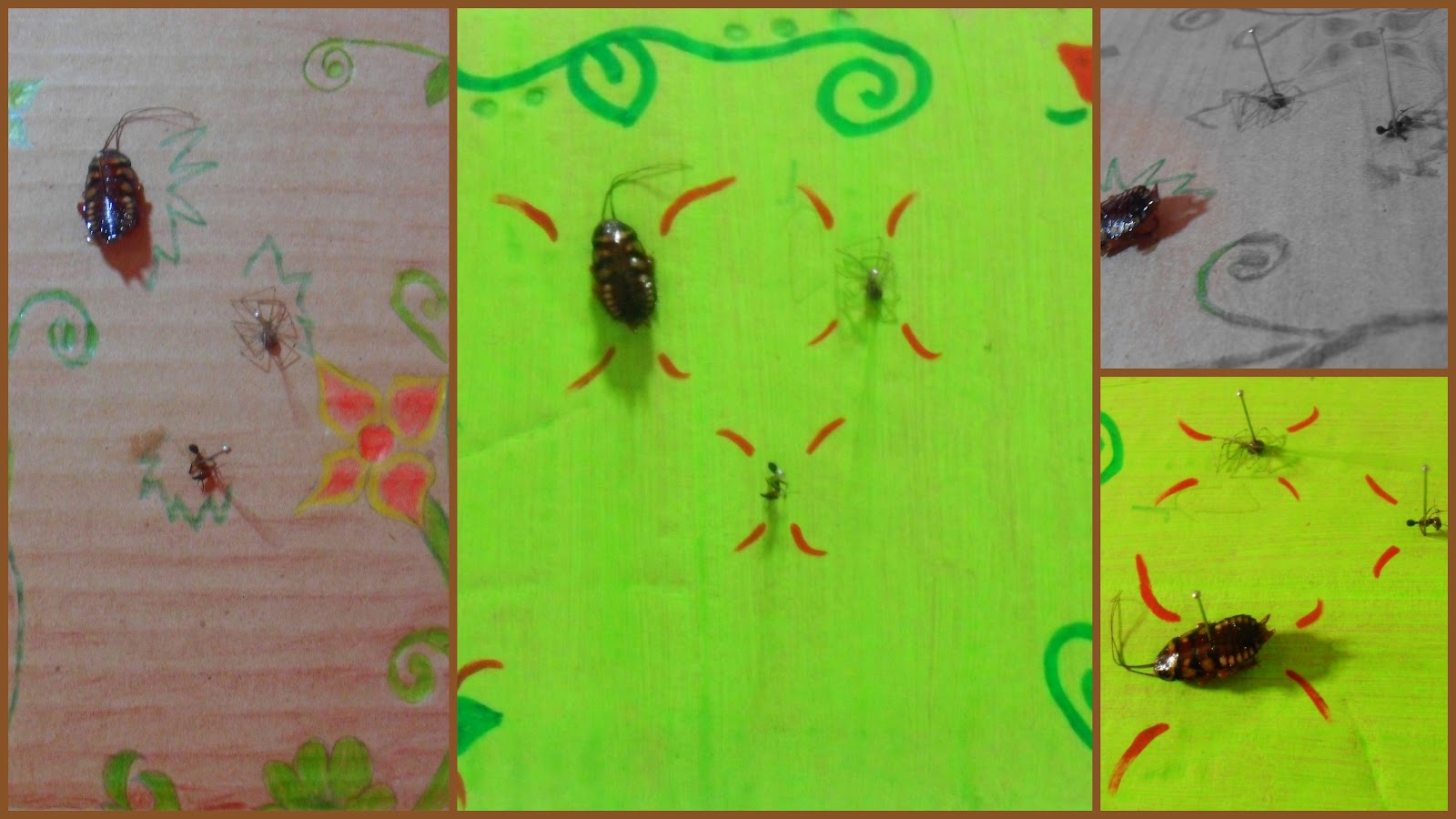"Insectario"