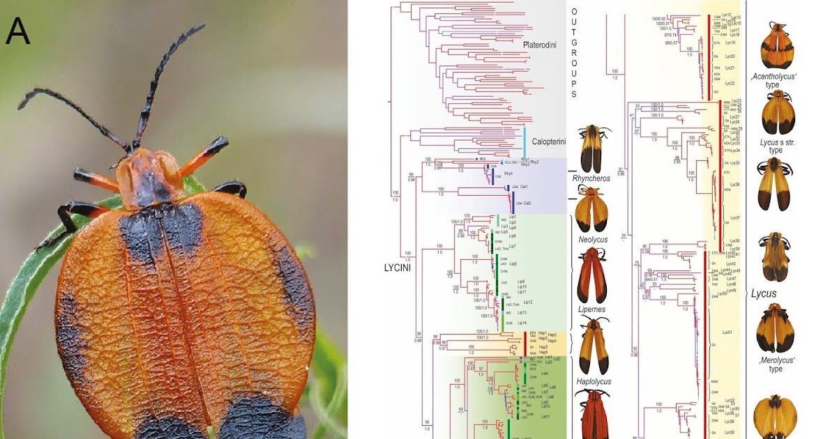 Species New to Science: [Entomology • 2021] Sexually Dimorphic ...