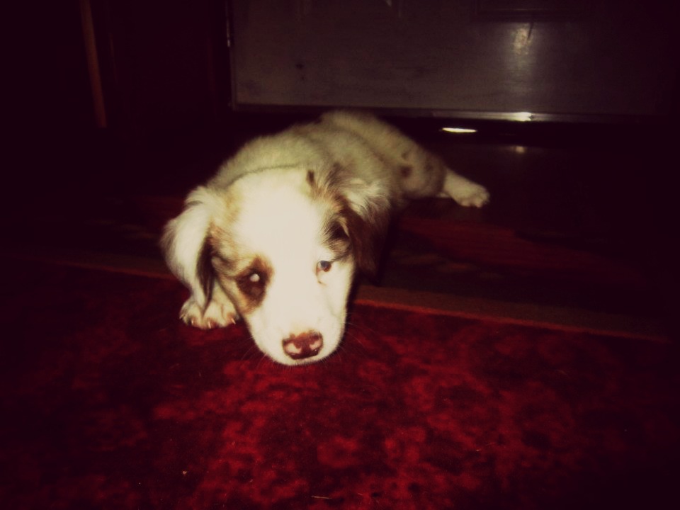 The Grand adventures of Norbit, the Blind wonder dog