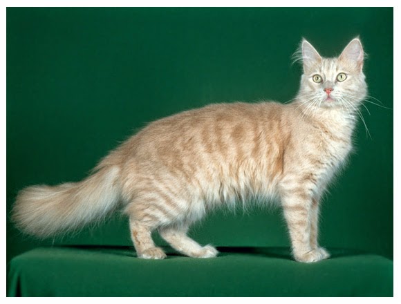 Angora turco tabby crema