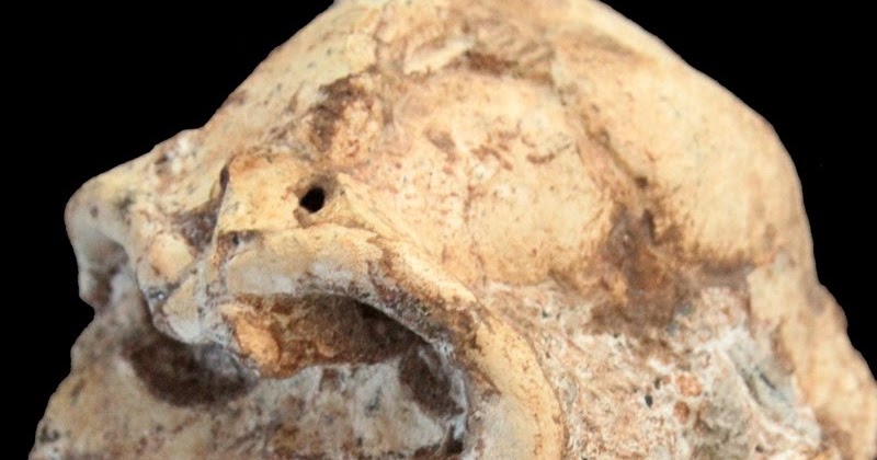 Cuba Journal: A new hominin, Australopithecus prometheus (Little Foot ...