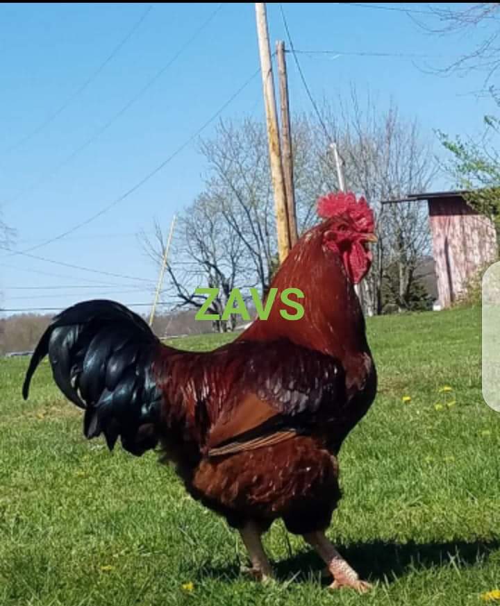 LOCAL CHICKEN PRODUCTION IN NIGERIA: UNTAPPED POULTRY BUSINESS SECTOR ...