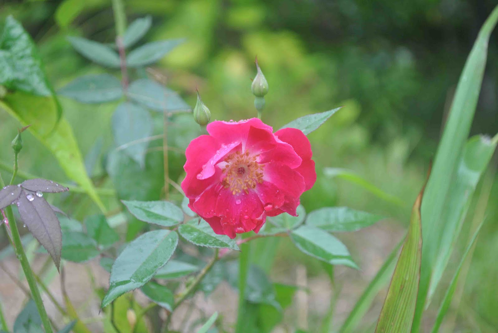 Fruits, légumes et bonnes herbes: Ma rose