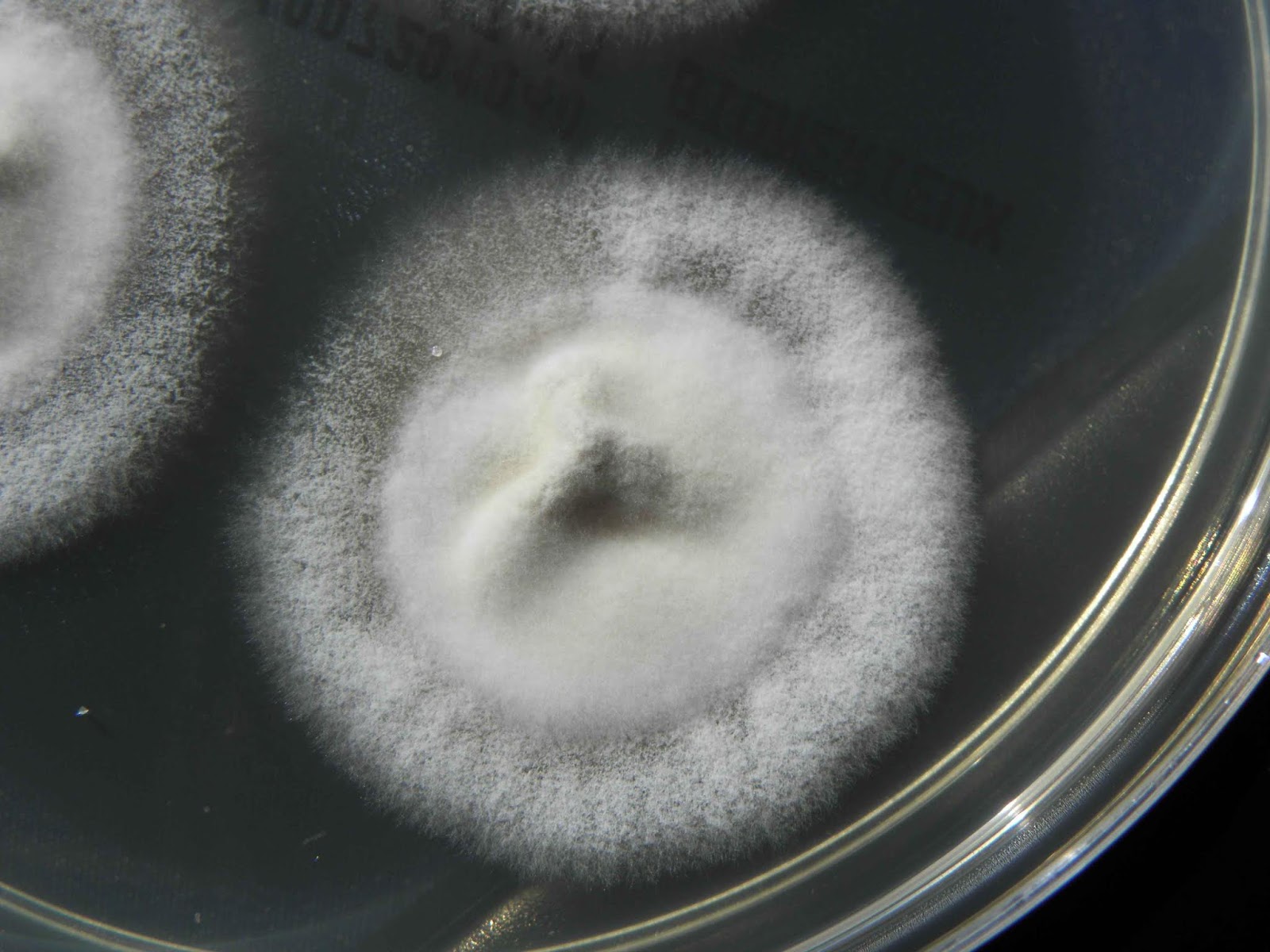 ATLAS MICOLOGIA: TRICHOPHYTON INTERDIGITALE