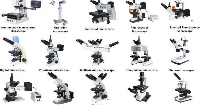 Learning_Bloggirl: Microscopy & Prokaryote