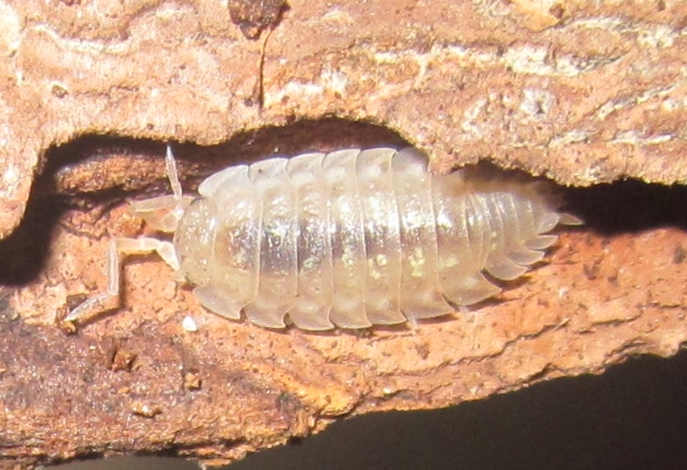 Invertebrate Dude: Eleodes osculans Adults & New Oniscus asellus Morphs!