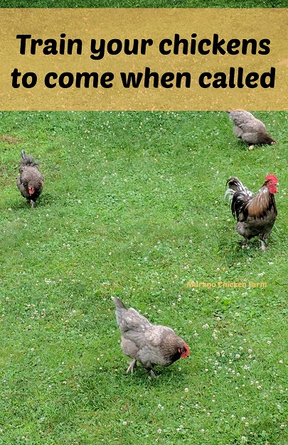Train your chickens to come when called! - Murano Chicken Farm