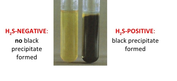 SENTHIL PRABHU SIVASAMY: Hydrogen Sulphide (H2S) Production Test