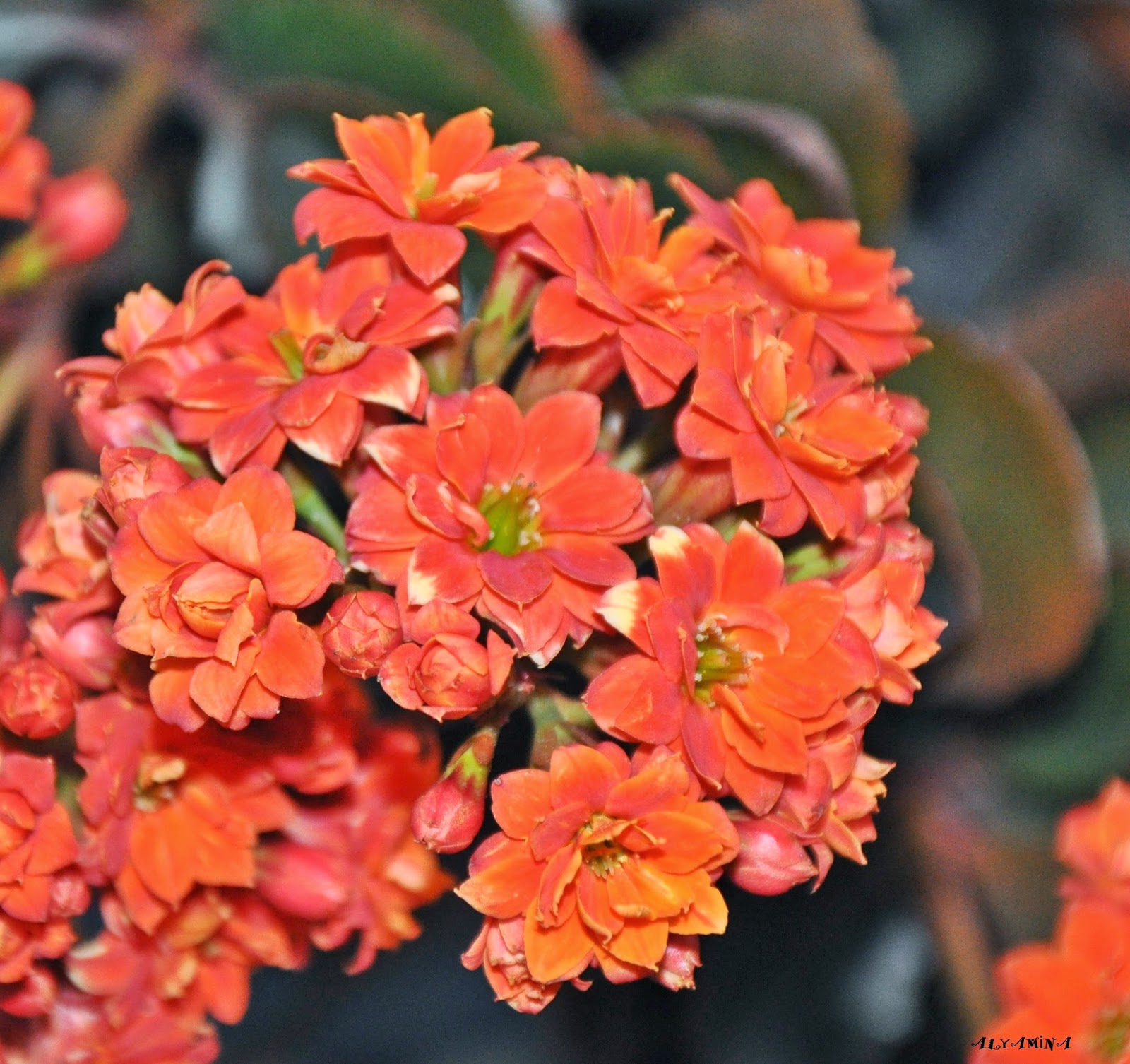 ALYAMİNA: KALANCHOE & KALANŞO