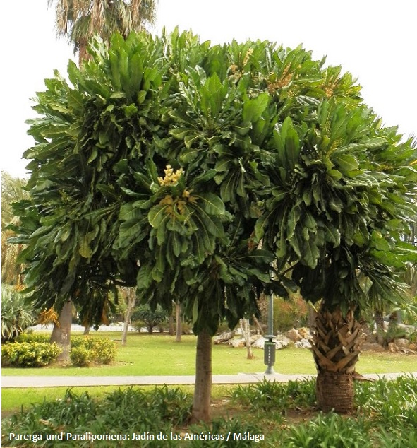 elarbolmiamigo-encinarosa: Meryta denhamii / Merita / Aralia reticulata