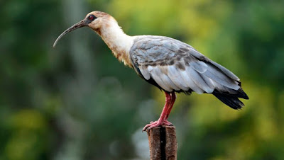 Ciências Biológicas: Curicaca
