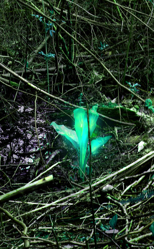 JSVB: 360 - Nirnroot