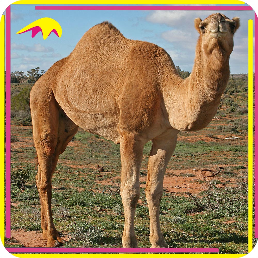 kanosaur -- Camel Models