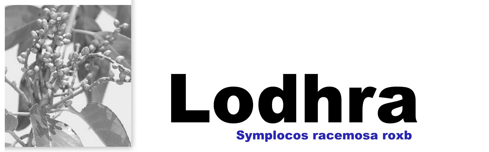 Lodhra (Symplocos racemosa Roxb): Local Names, Ayurvedic Concept ...