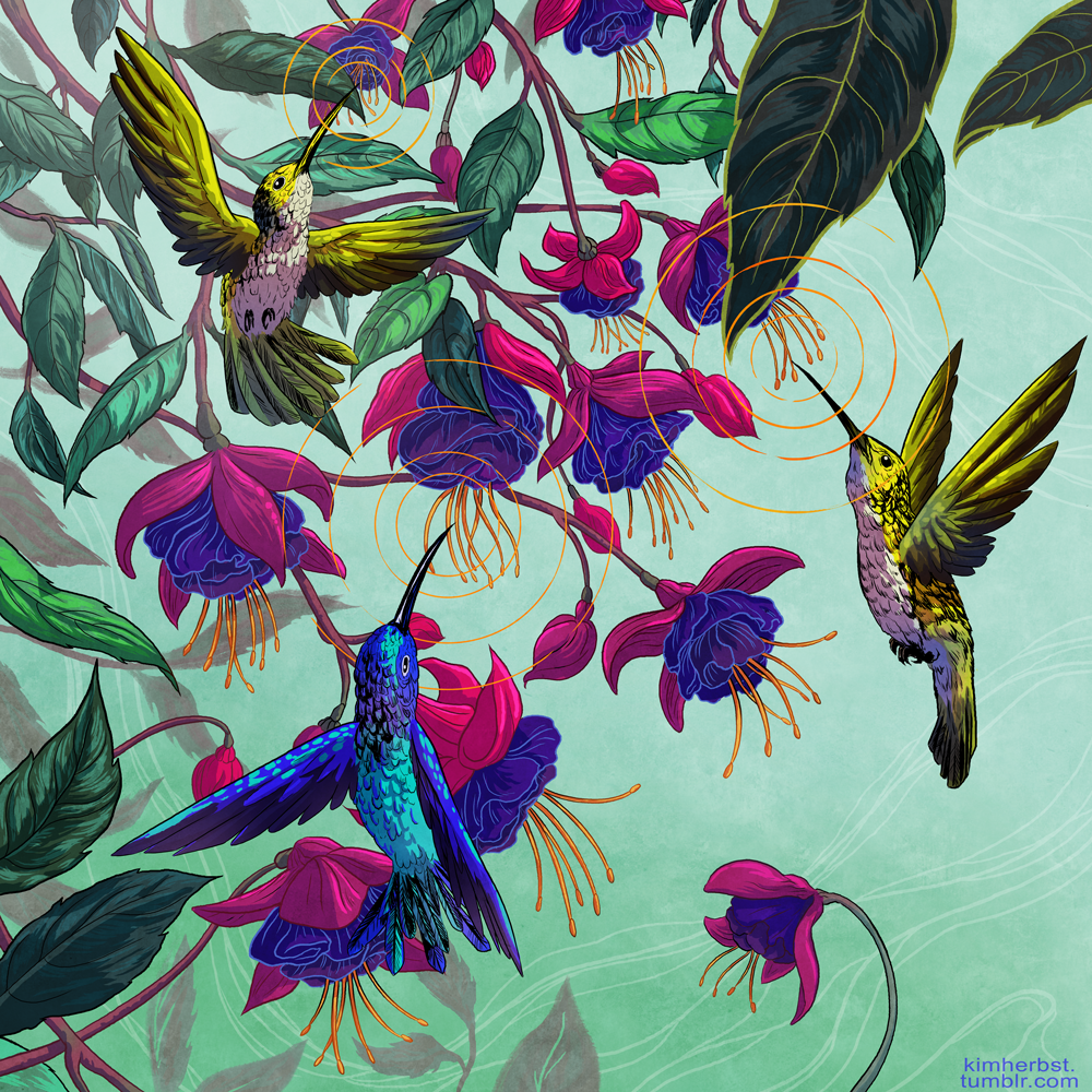 Kim Herbst - Illustration: Animated Hummingbirds