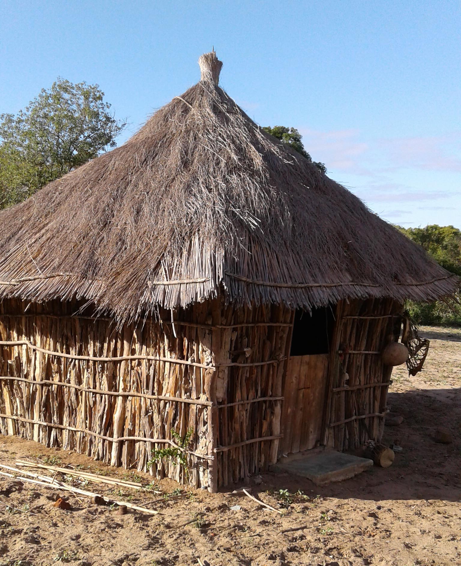 eMalangeni Forest: Uvuma omhlope in the eMalangeni Forest