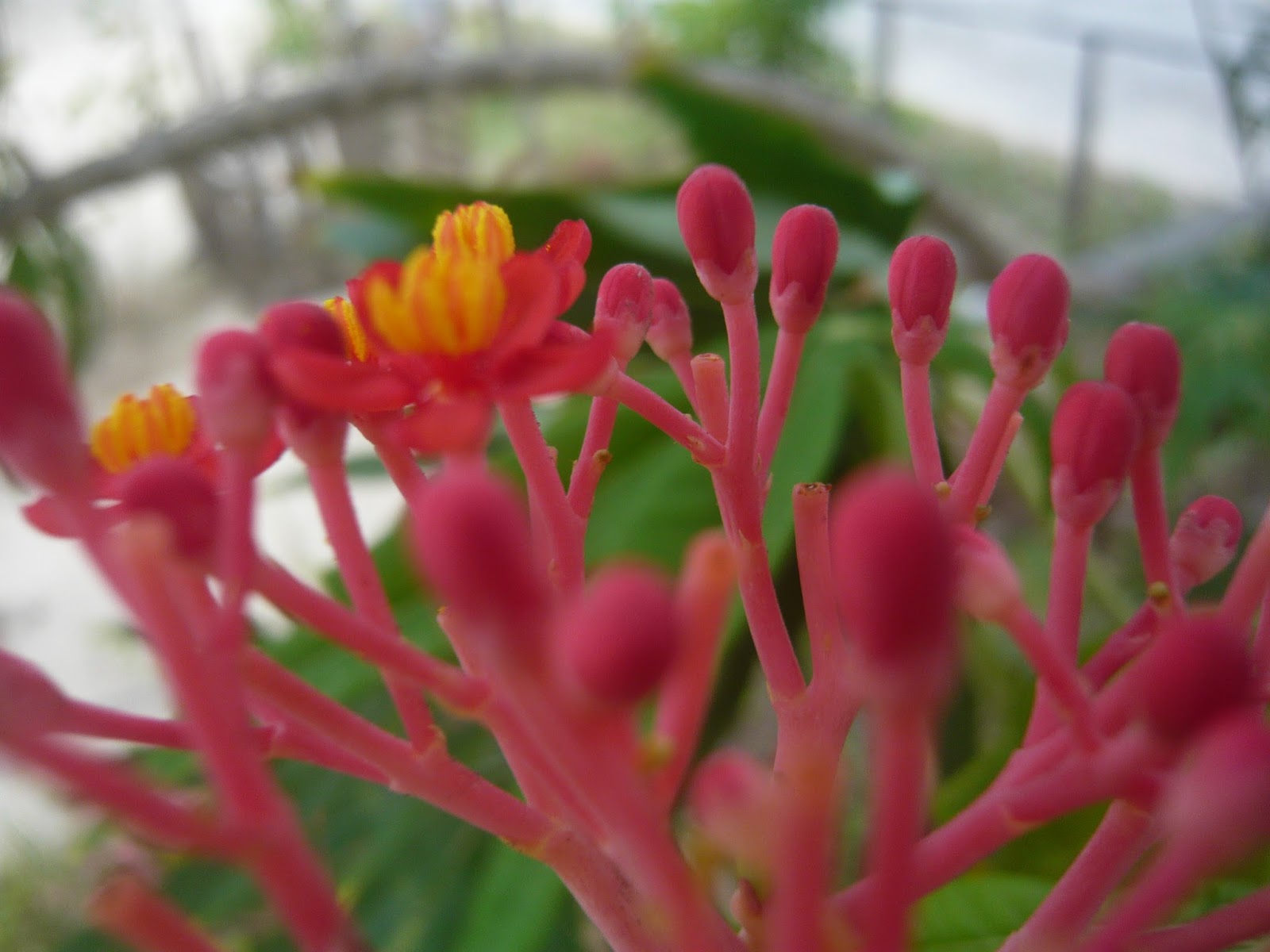 Masalembu City: Pulau Masalembu