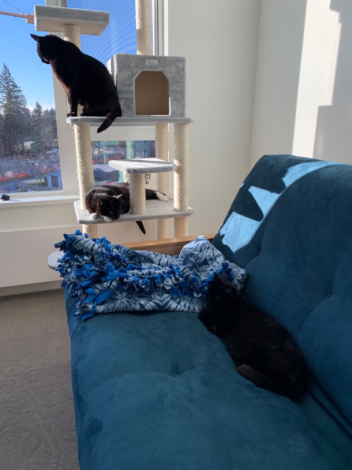 MISinformation: The Great Cat Migration of 2019